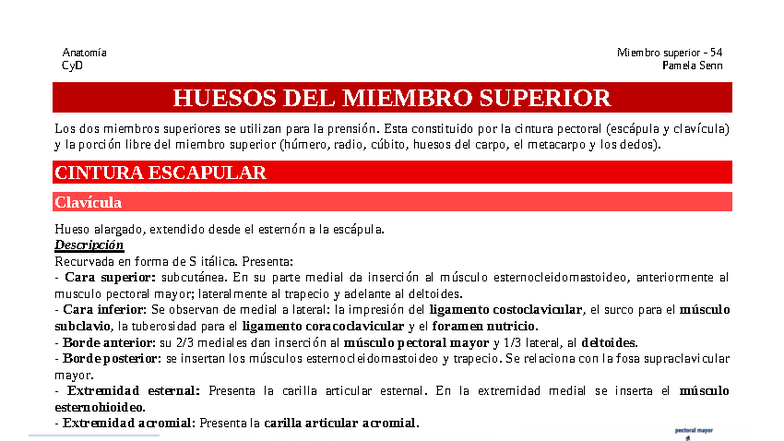 54 huesos del miembro superior - CyD Pamela Senn HUESOS DEL MIEMBRO ...