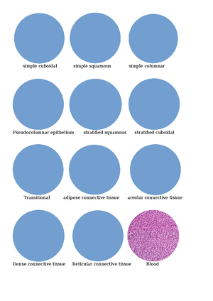 NCP-Template-1 - ncp template - NURSING CARE PLAN Patient’s Initials
