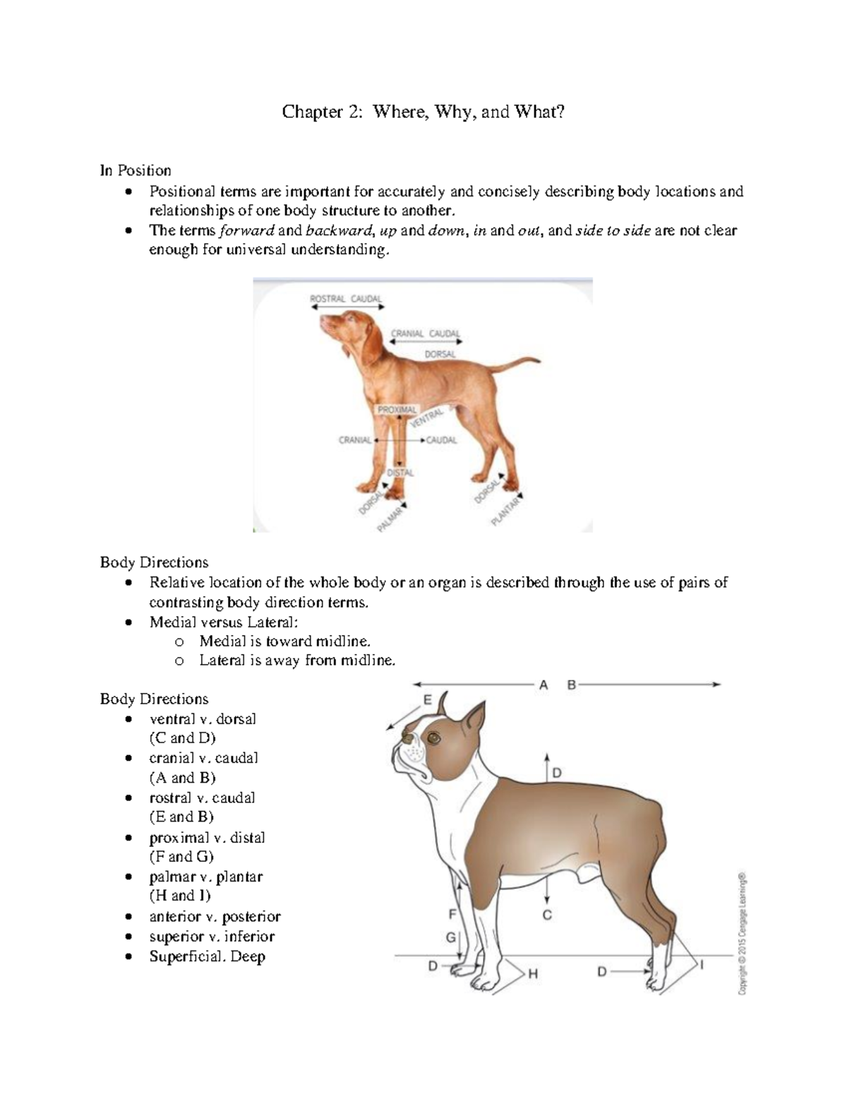 Medical Terminology Chapter 2: Anatomy, Tissues, and Body Positions ...