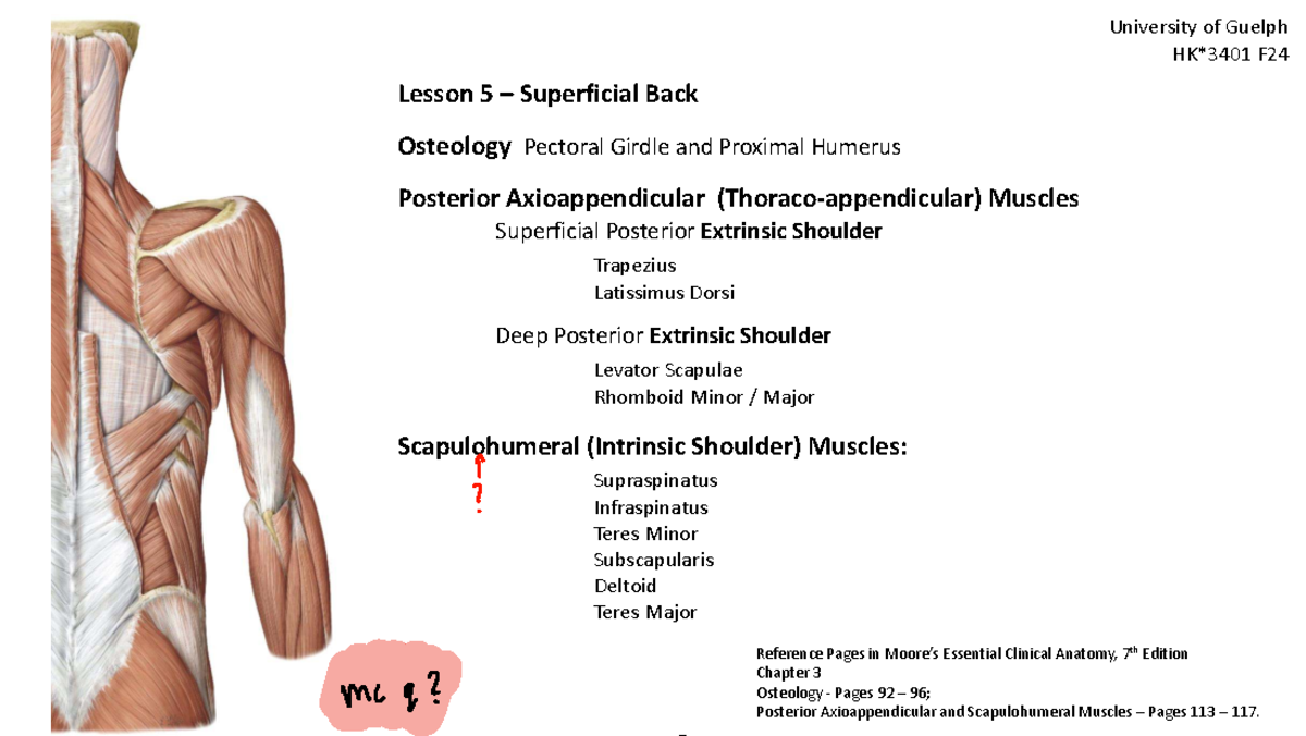 University of Guelph F24 Lesson 5: Superficial Back Osteology and ...