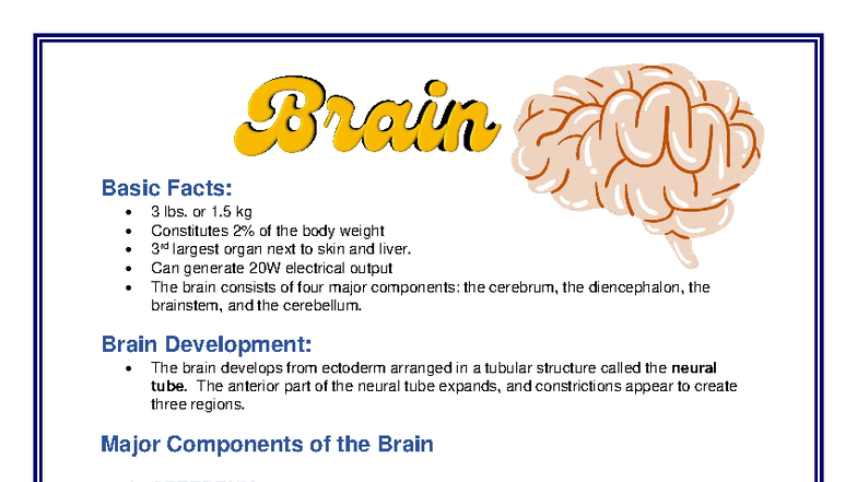 Functional Anatomy of the Brain: Key Components and Development - Studocu