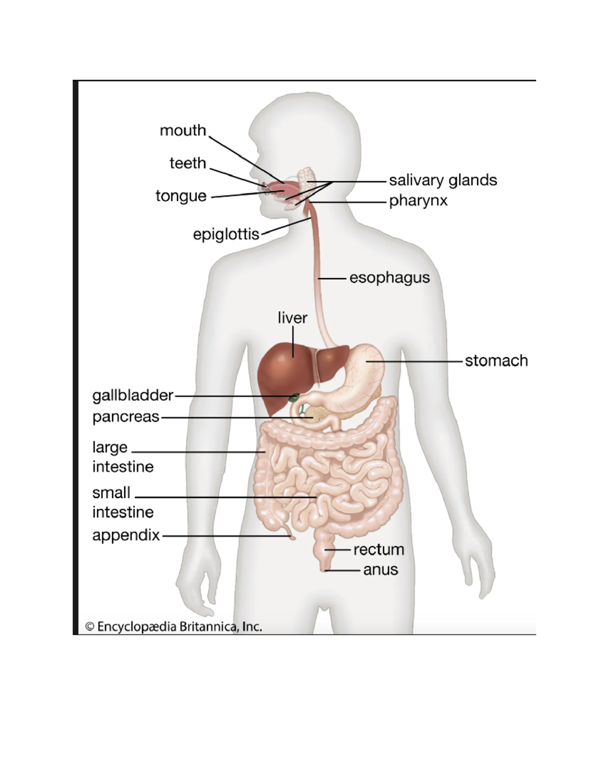 Digestive System Overview: Anatomy & Functions of Key Organs - Studocu