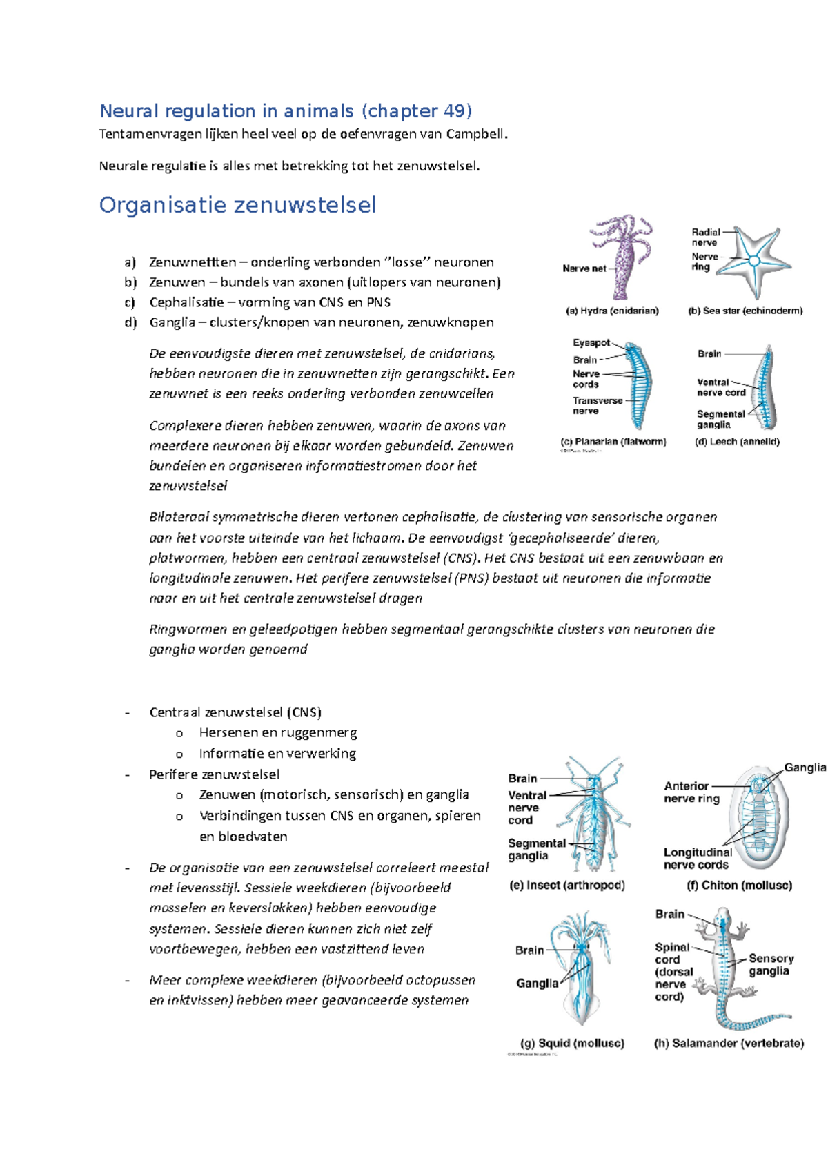 Neural regulation in animals ch49 - Neural regulation in animals ...