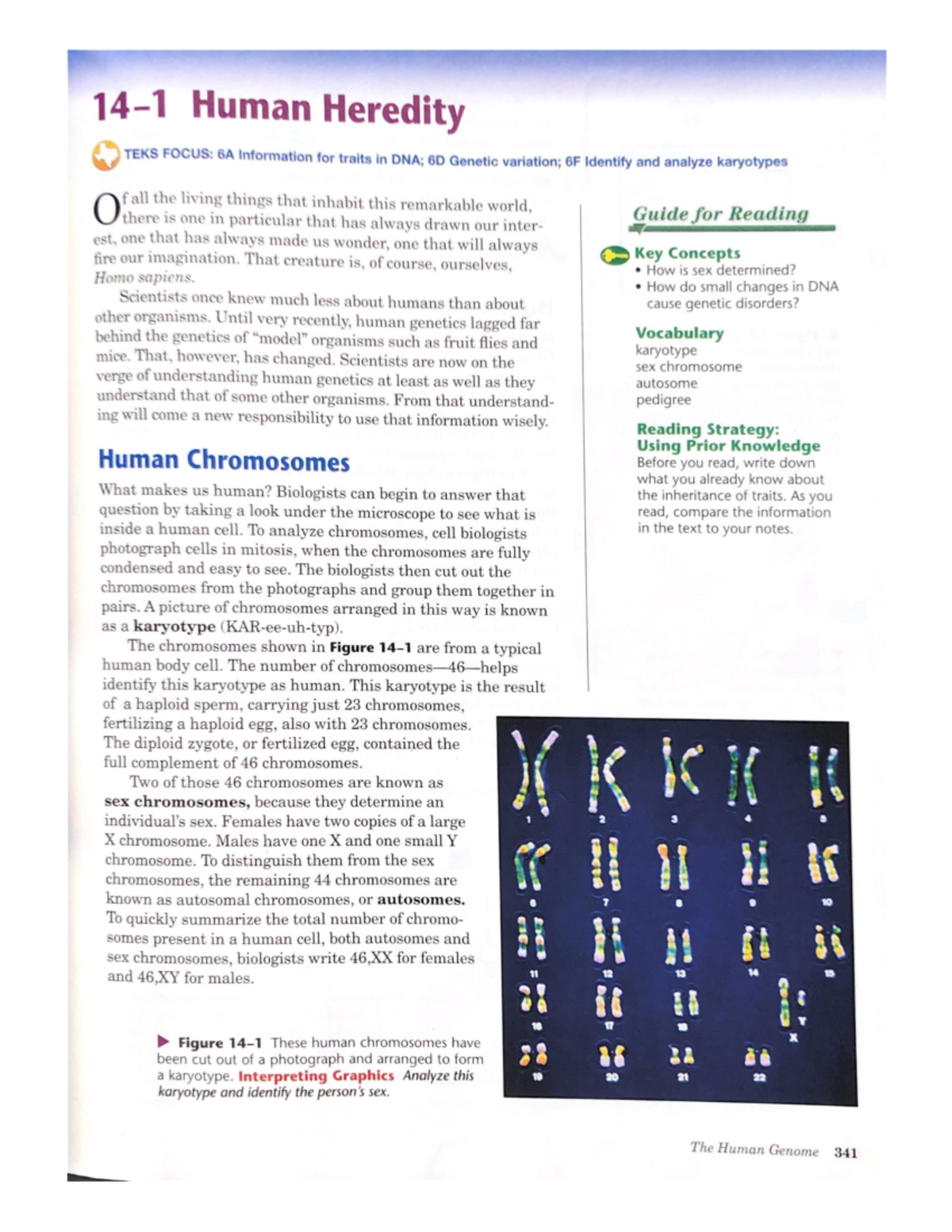14-1 Human Heredity - Human Heredity TEKS FOCUS: 6A Information for traits in 6D Genetic 6F ...