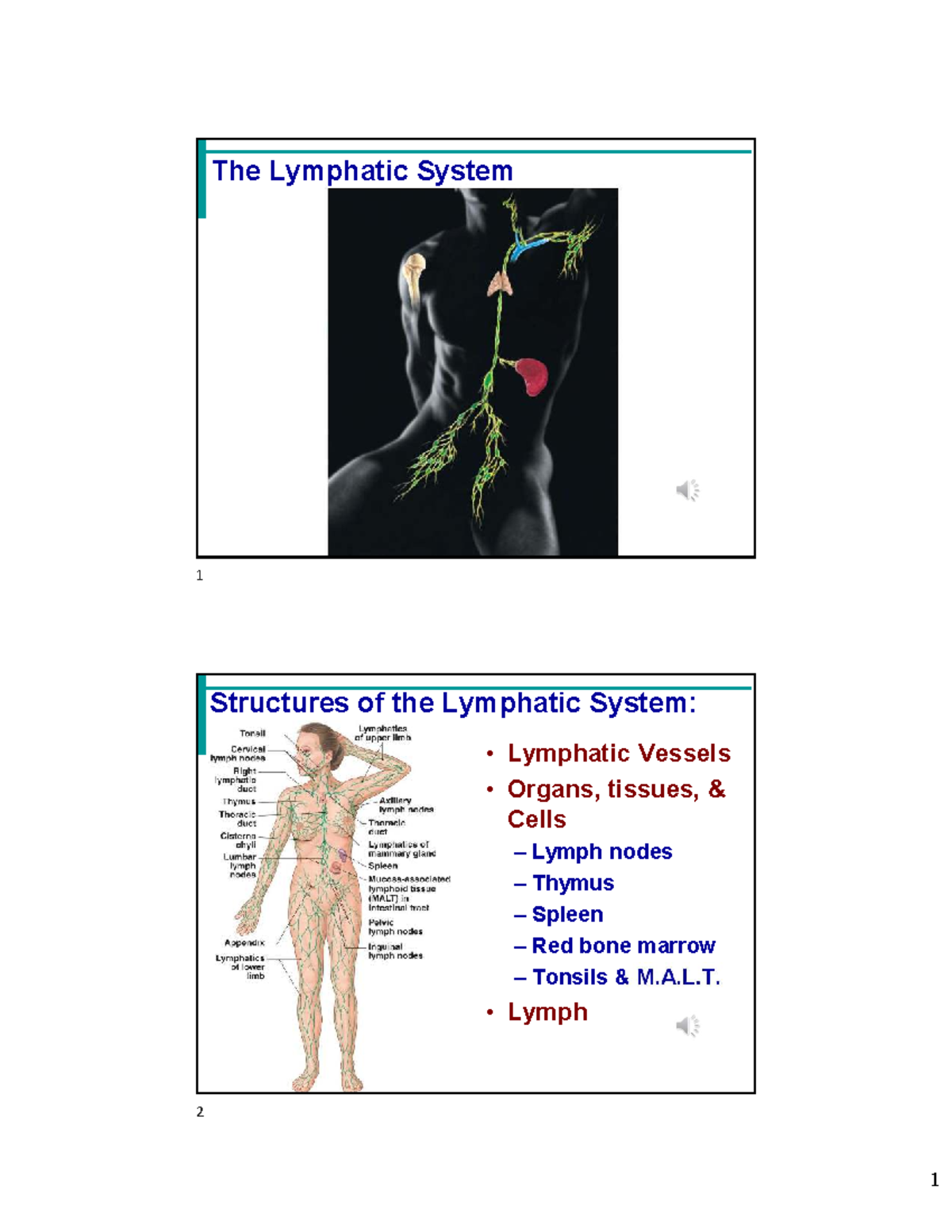 Lymphatic System Overview: Structure, Function, and Histology - The Lymphatic System Structures ...