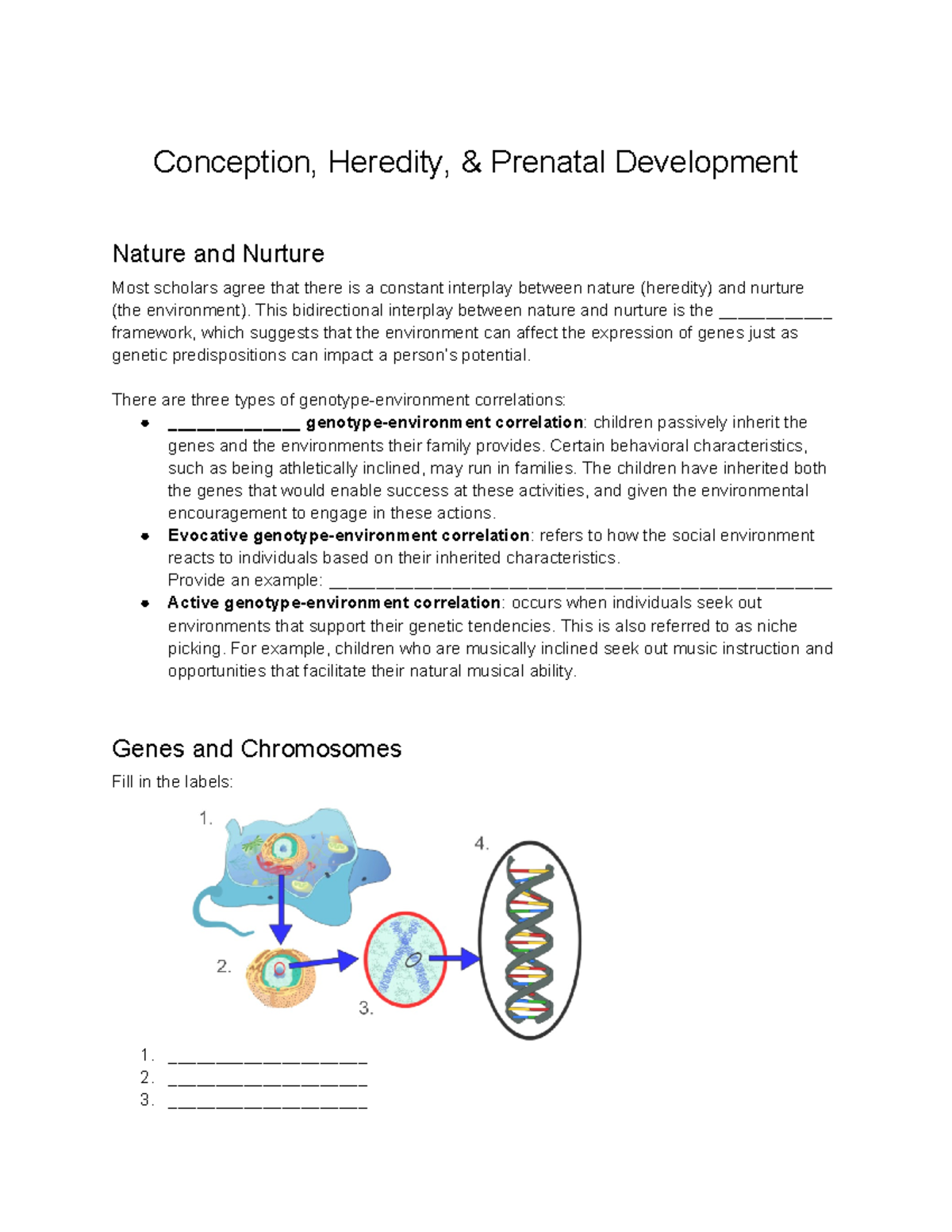 Prenatal Development and Genetic Influences - Lecture Notes 101 - Studocu