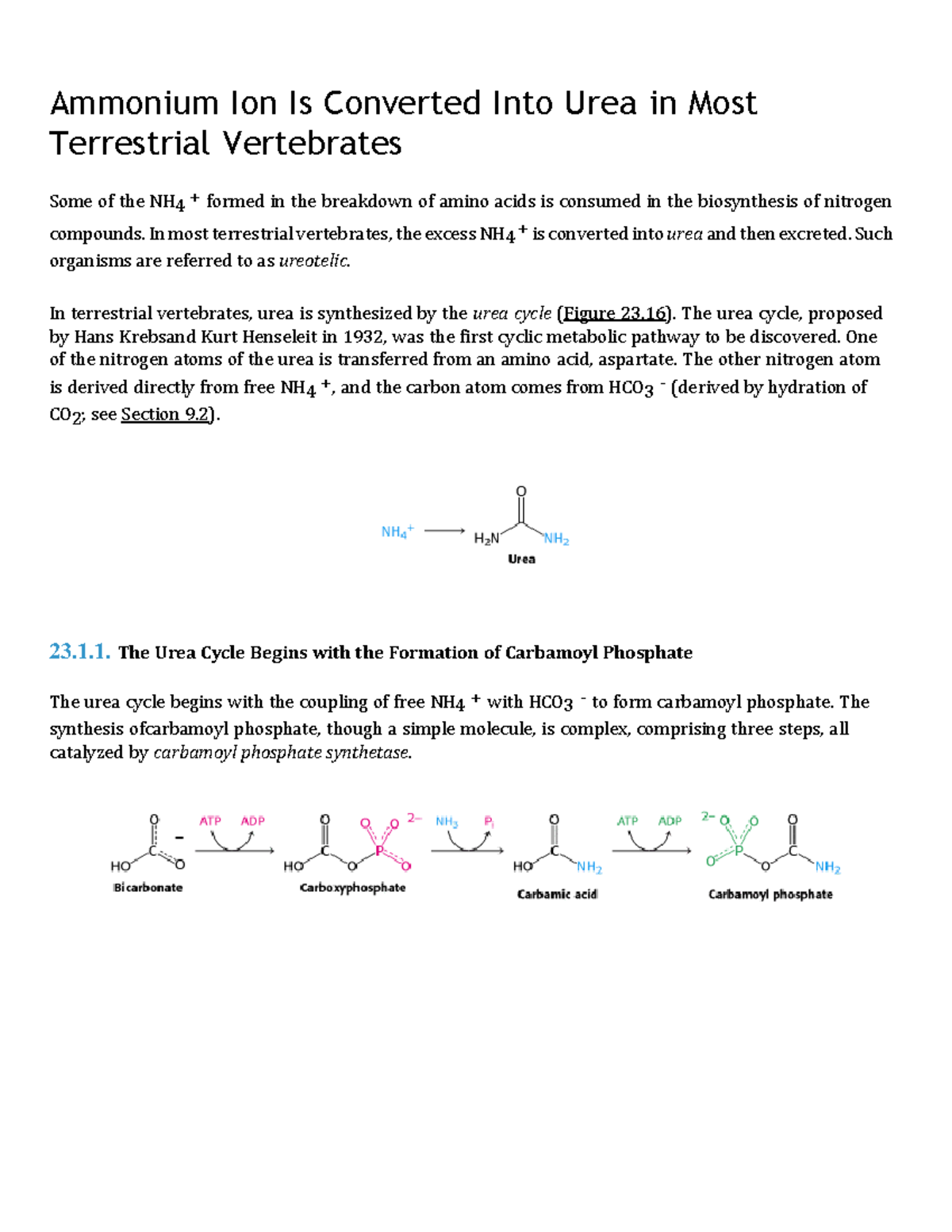 Ammonium Ion Is Converted Into Urea in Most Terrestrial Vertebrates ...