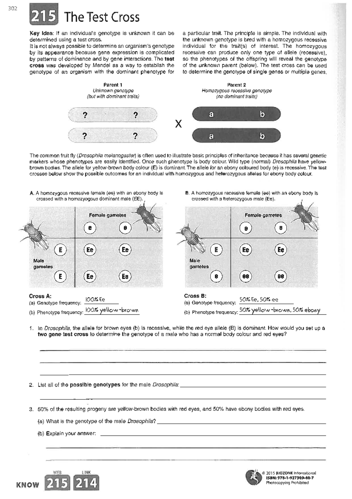 302 215 Test Cross Principles: Understanding Genotypes in Drosophila ...