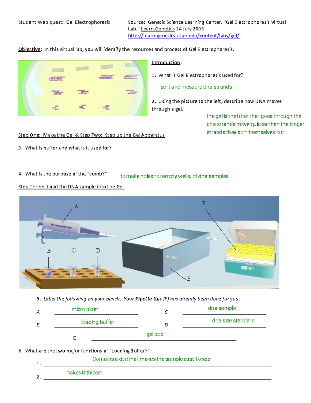 Gel Electrophoresis Lab Sheet: Understanding DNA Movement and ...