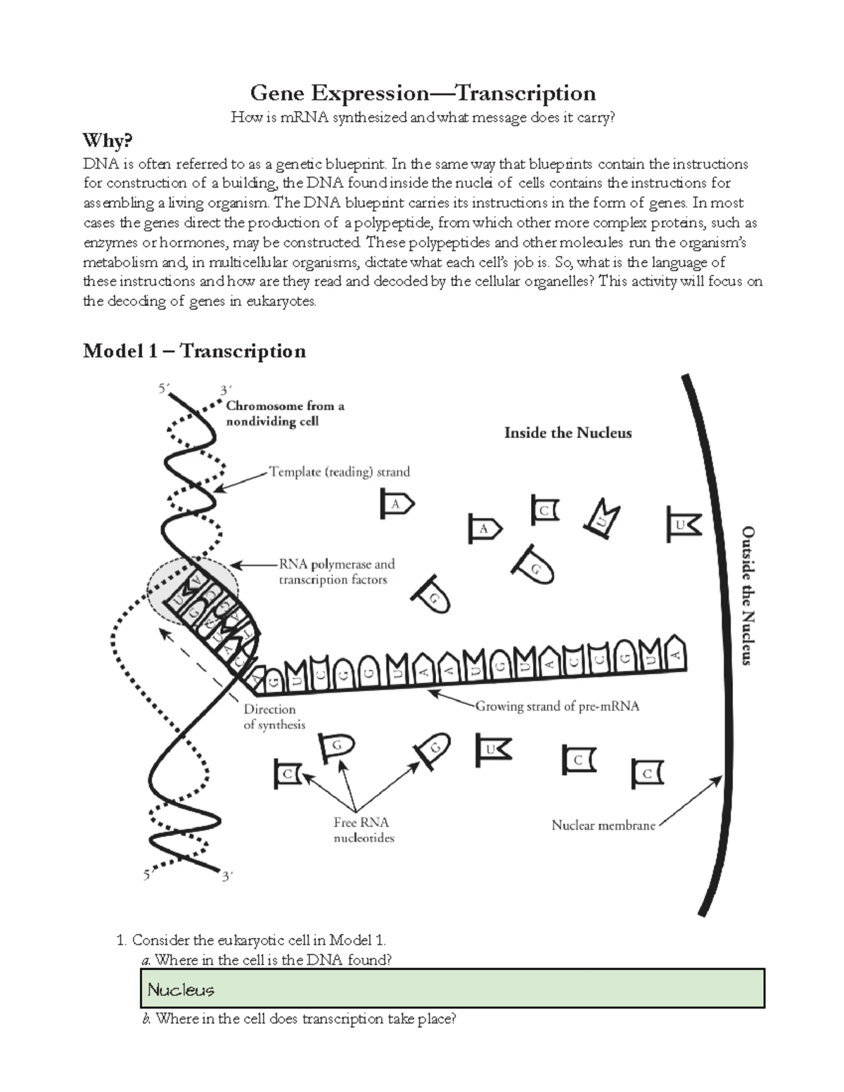 Gene Expression- Transcription Worksheet - Gene Expression ...