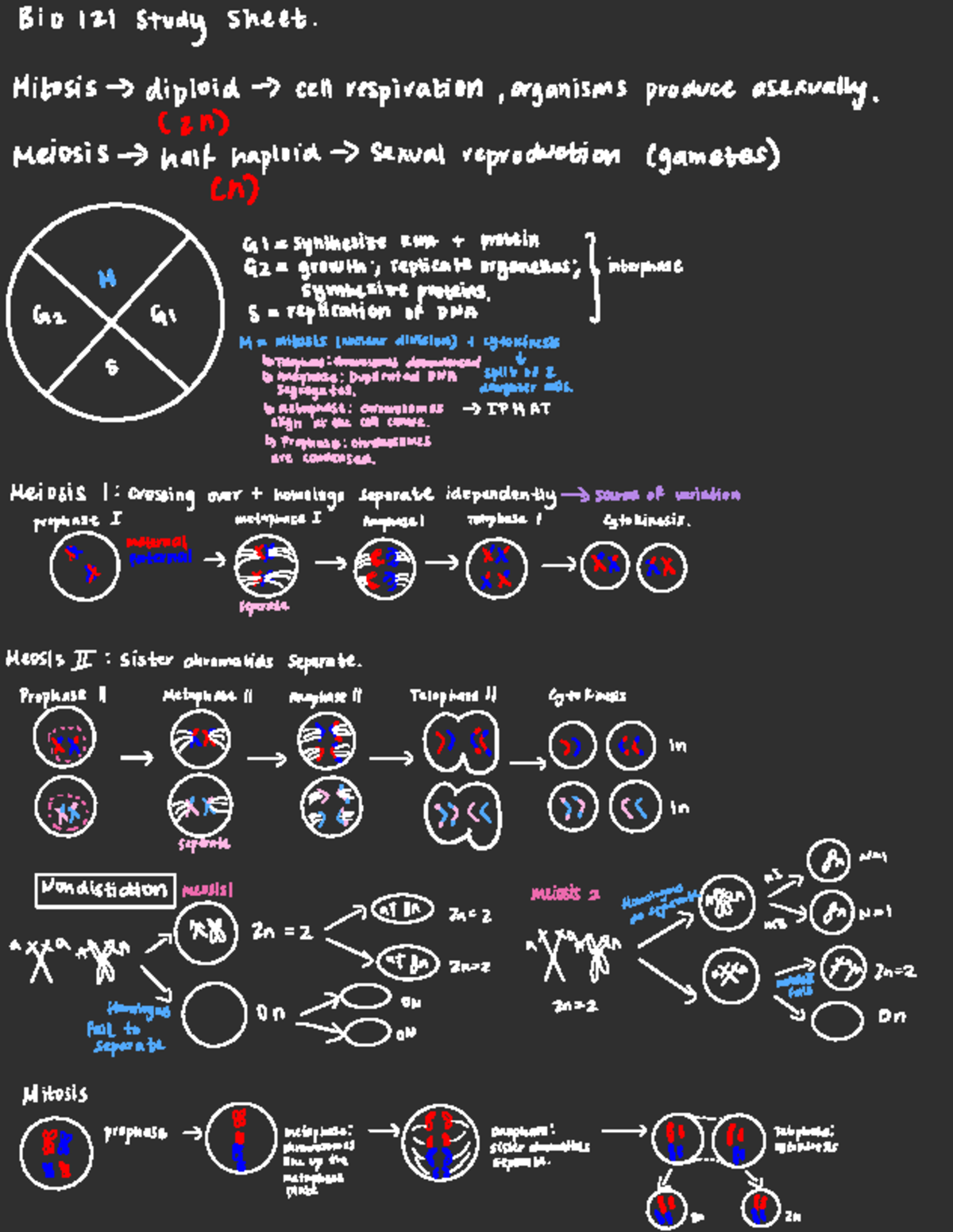 Biol 121 Midterm Study Guide: Mitosis & Meiosis Concepts - Studocu