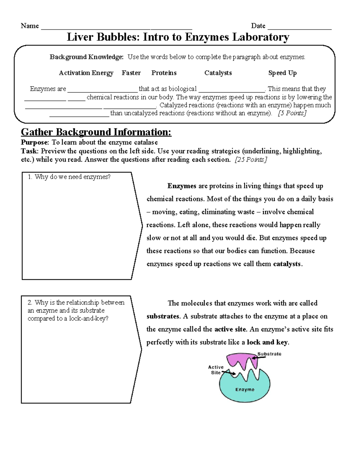 Liver Enzyme Activity Lab: Exploring Catalase Function and Effects ...