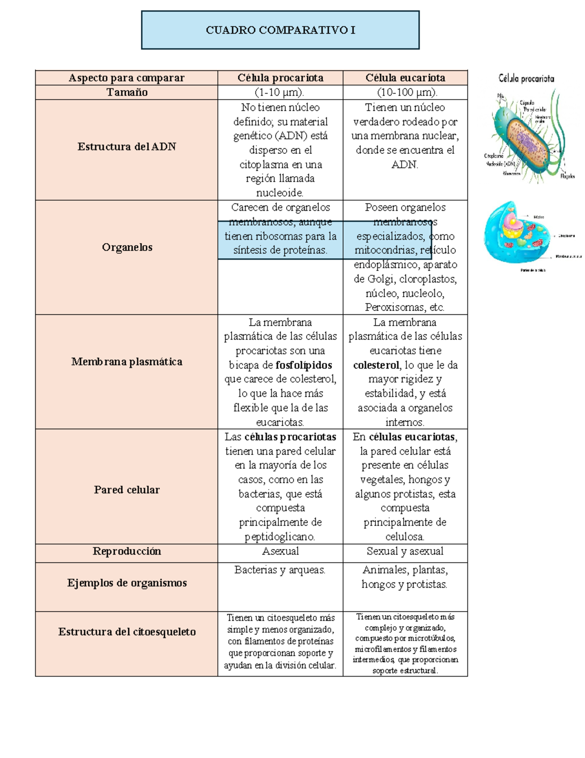 Cuadro Comparativo: Célula Animal vs. Vegetal - Biología 101 - Studocu