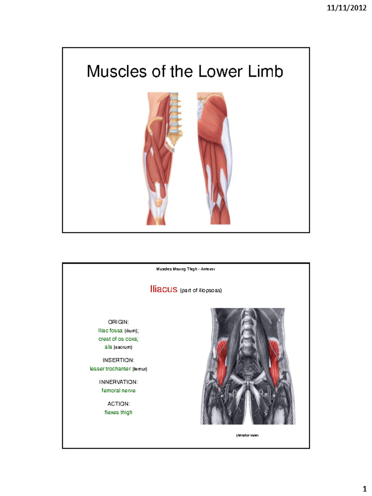 Muscles of the Lower Limb (ADAM) - Muscles of the Lower Limb Iliacus ...