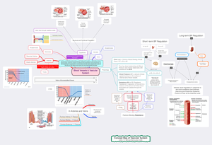 Understanding Capillaries: Types, Structures, and Functions ...