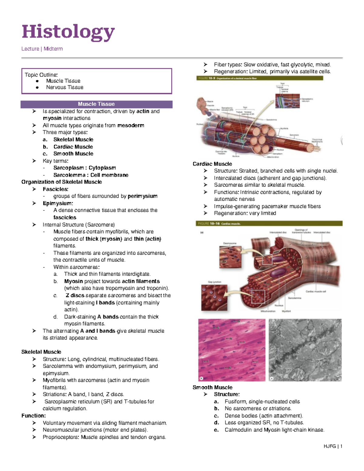 Histology LEC Midterm Outline: Muscle & Nervous Tissue Overview - Studocu
