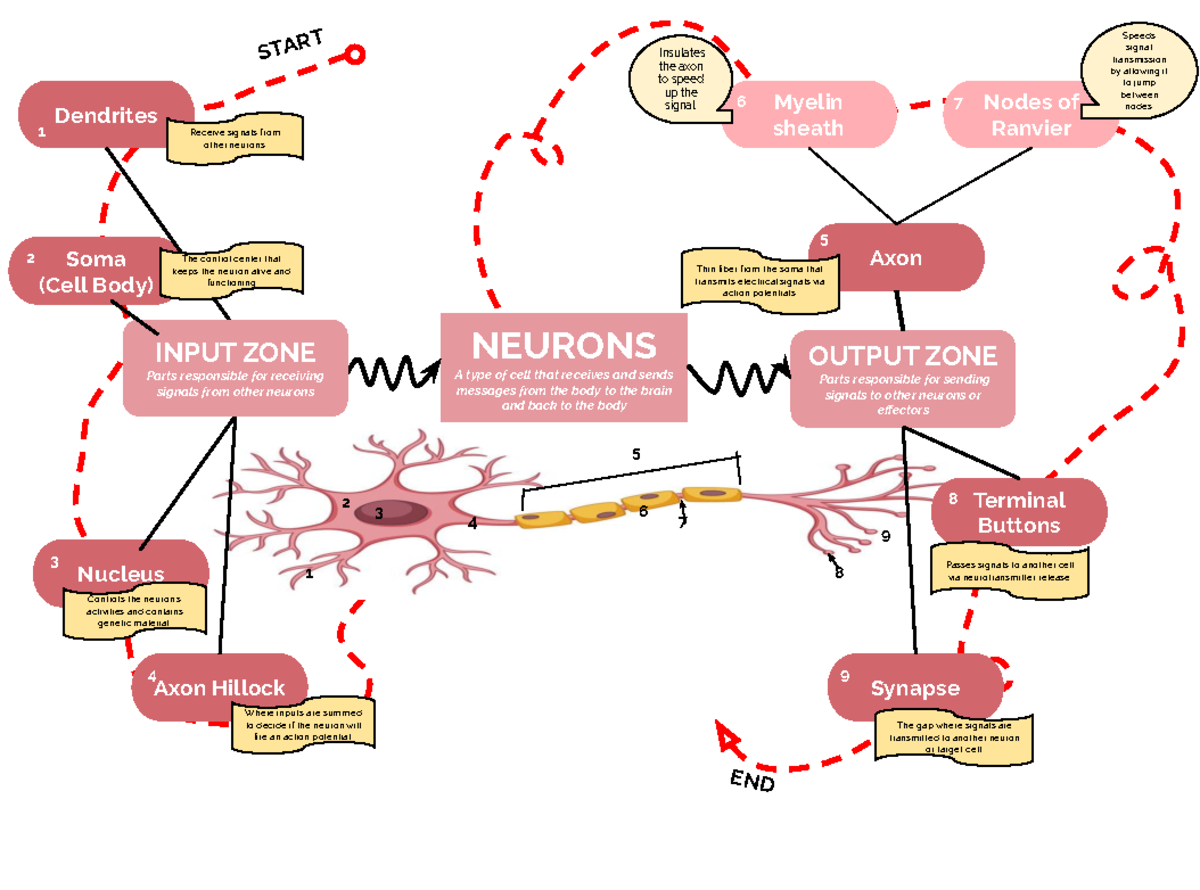 Neurons mindmap - NEURONS A type of cell that receives and sends ...