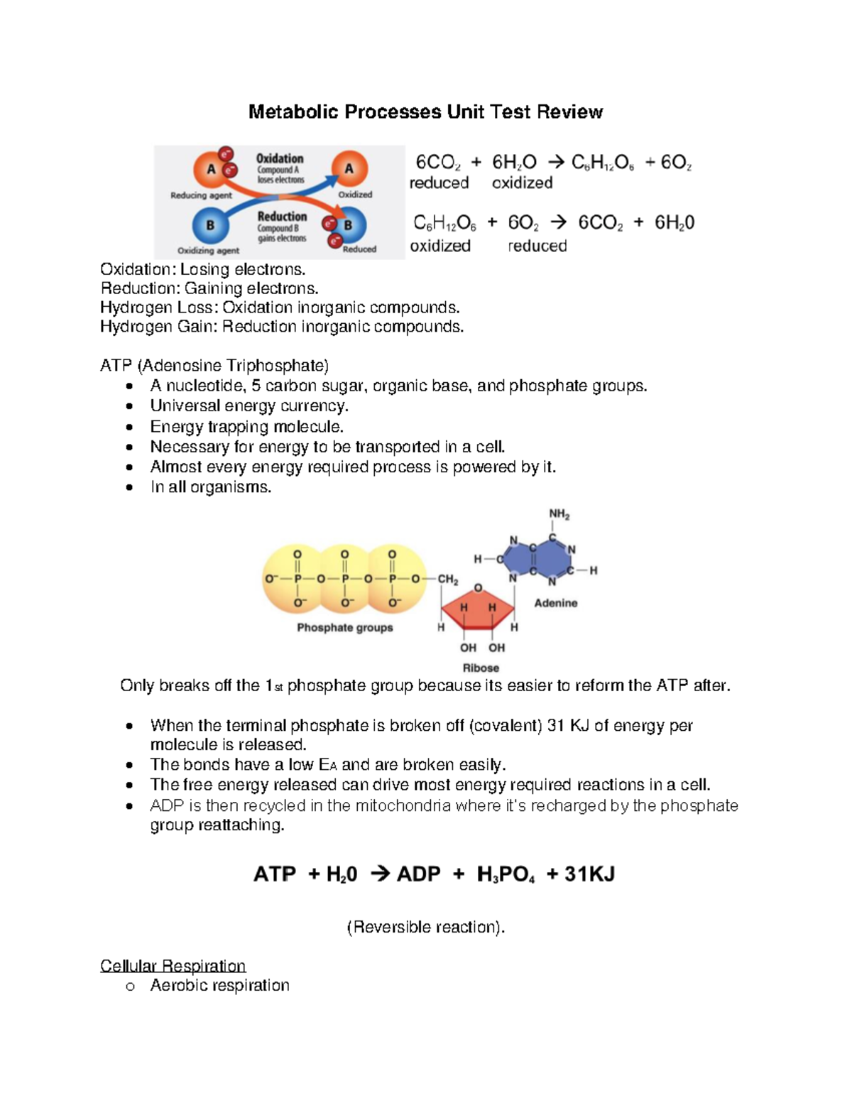 Metabolic Processes Unit Test Review Guide: Key Concepts & Highlights ...