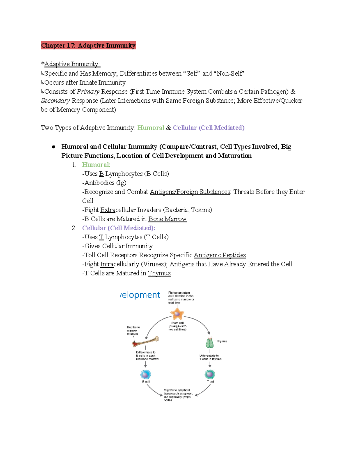 Chapter 17: Adaptive Immunity Overview and Key Concepts - Studocu