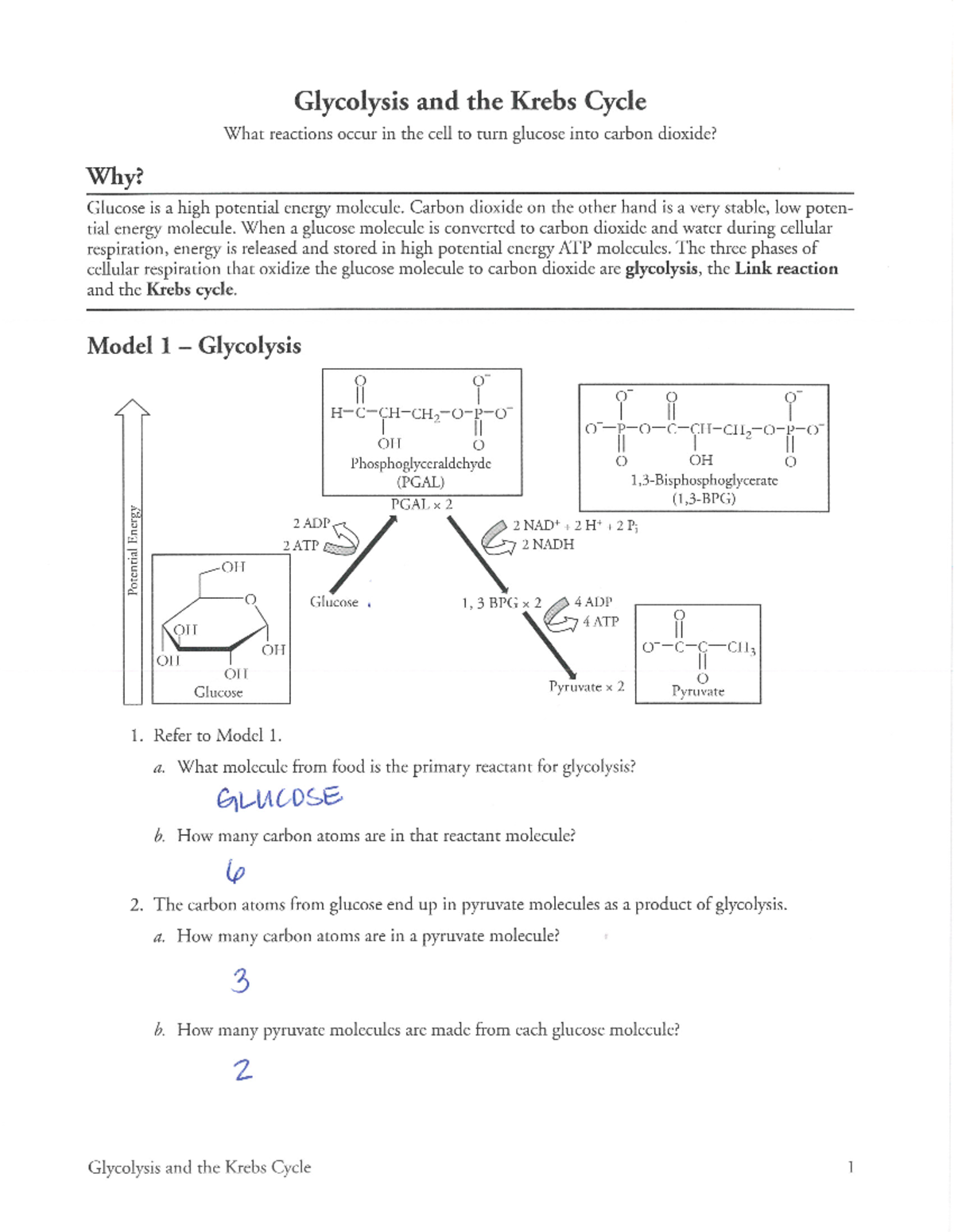 Glycolysis Krebs KEY - Glycolysis and the Krebs Cycle What reactions ...