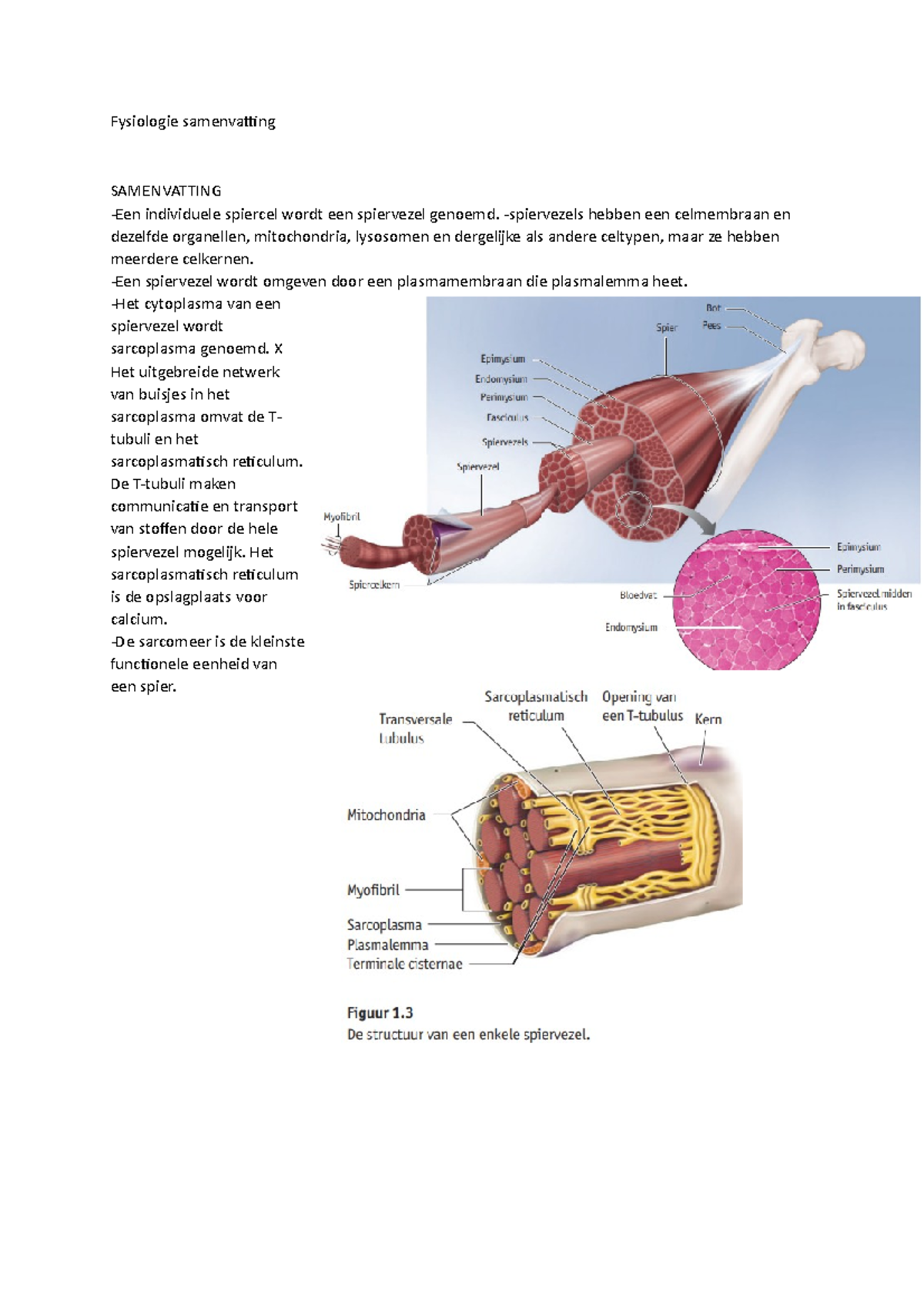 Fysiologie samenvatting: Spierstructuur en Contractie Mechanismen ...