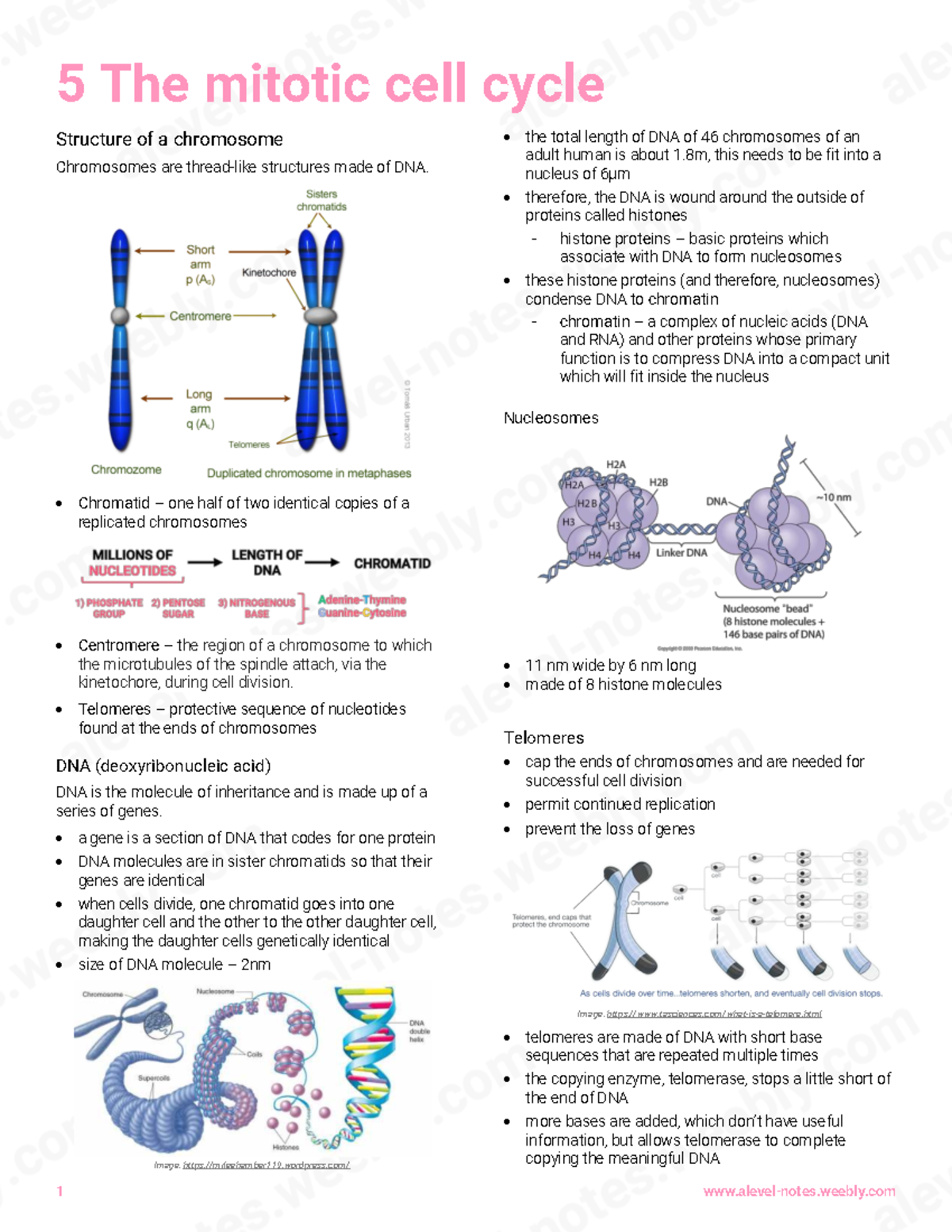 5 Biology Notes on the Mitotic Cell Cycle and Chromosome Structure ...