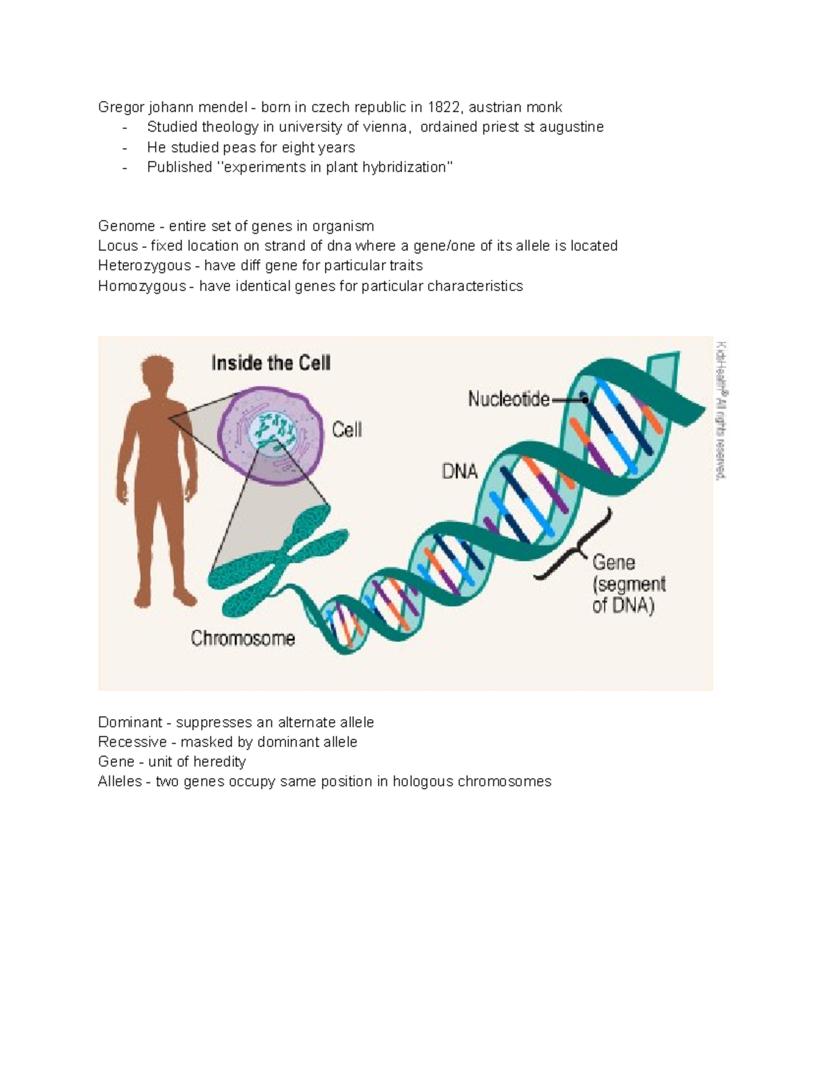 biology genetics - Gregor johann mendel - born in czech republic in ...