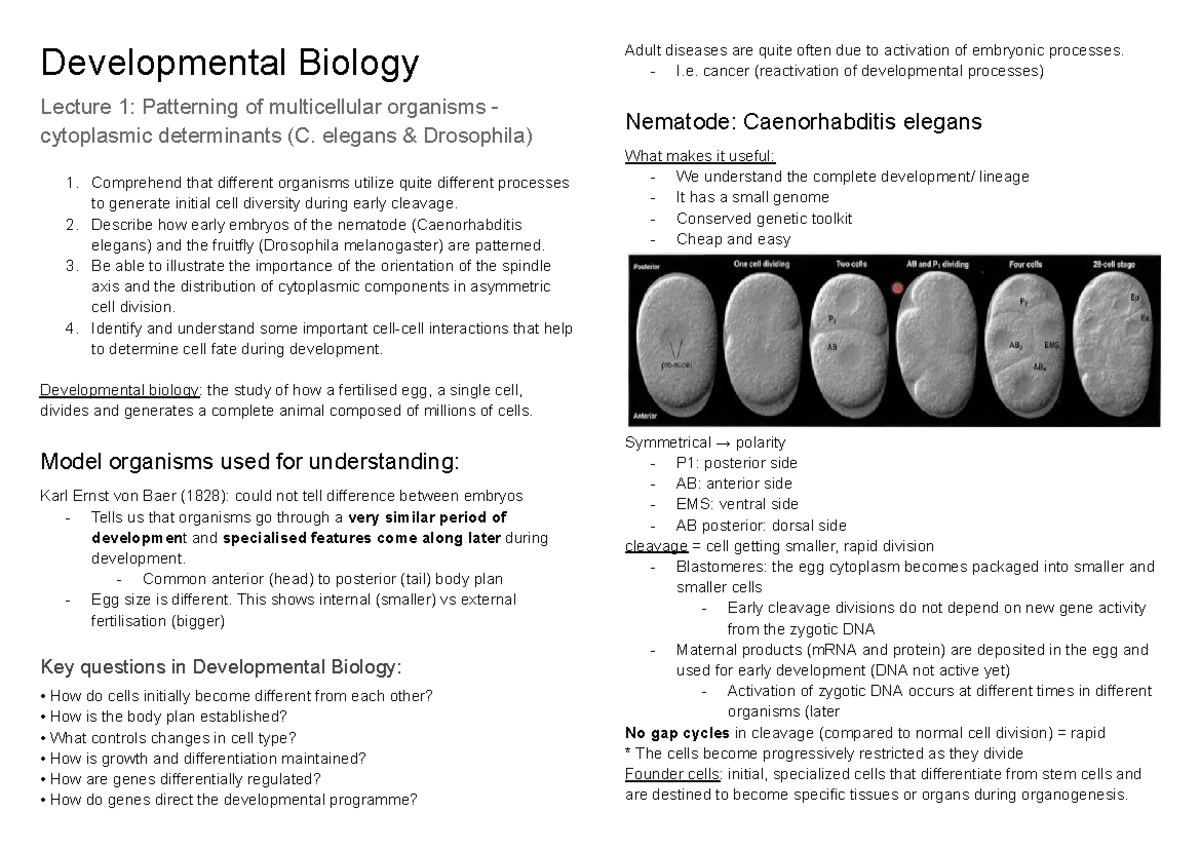 Biosci 201 Developmental Biology Lecture 1: Embryonic Processes & Cell ...
