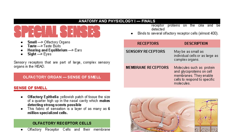 SPECIAL SENSES ANATOMY & PHYSIOLOGY I FINAL EXAM NOTES - Studocu