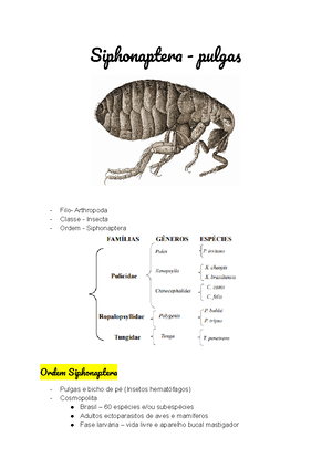 Anoplura - Morfologia das formas evolutivas, ciclo, patogenia ...