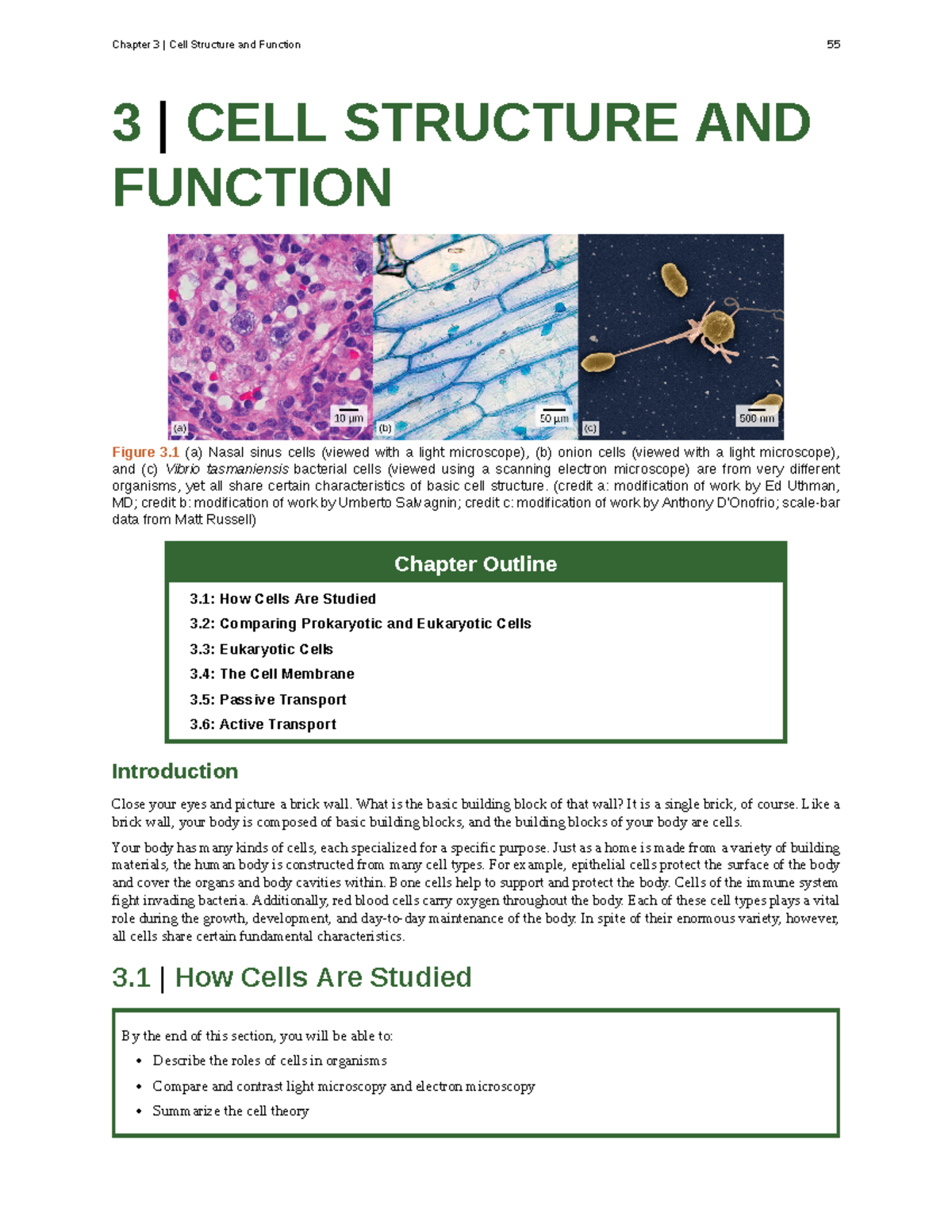 Fluid Mosaic Model of the Plasma Membrane - Cell Structure and Function ...