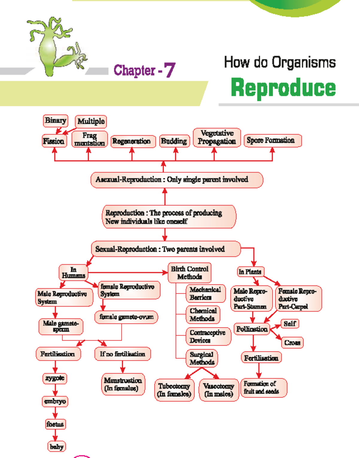 Chapter 7: Reproductive Strategies in Organisms (Biology 101) - Studocu