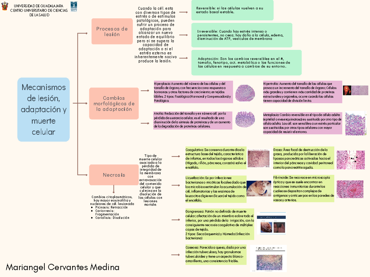 Módulo 2. Esquema de los mecanismos de lesión, adaptación y muerte celular - Procesos de lesión ...