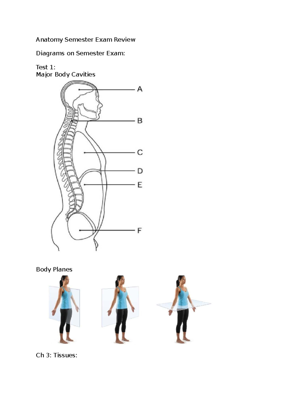 Anatomy Semester Exam Diagrams to Review 2025 - Anatomy Semester Exam ...
