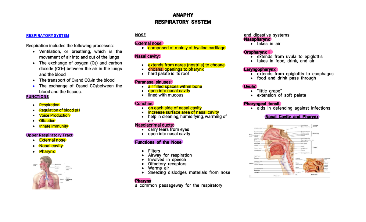 ANAPHY 101: Respiratory System Overview and Functions - Studocu