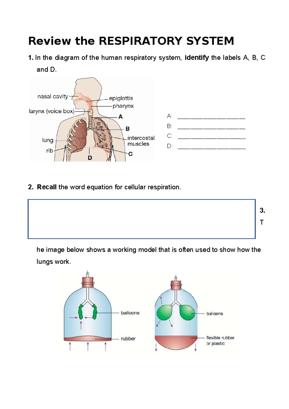 Review of the Respiratory System: Key Concepts and Diagrams - Studocu