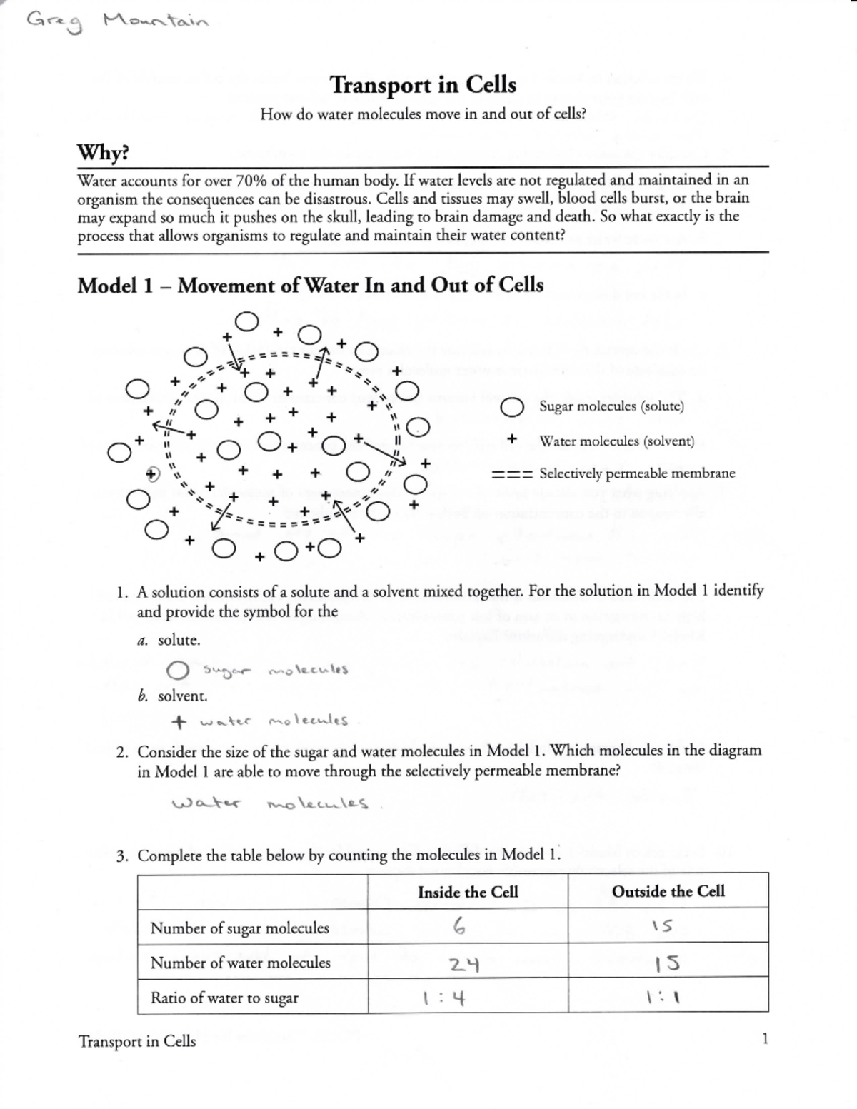 Biology 101: Transport in Cells - Questions 1-3 Answer Key - Studocu