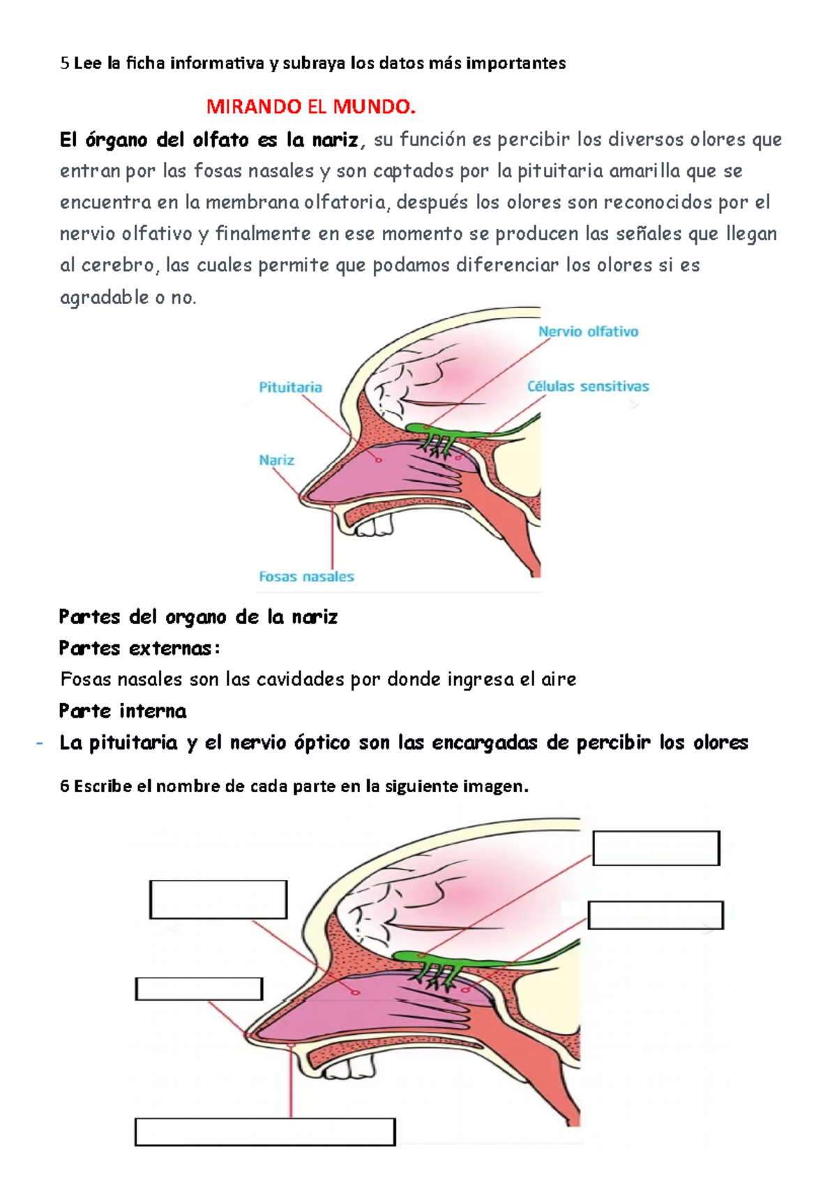 Ficha Informativa: Sentido del Olfato para 3er Grado - Studocu