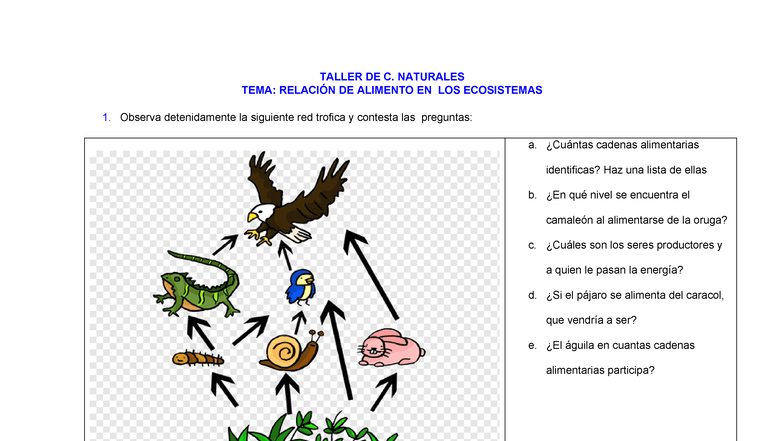 Taller C. Naturales: Redes Tróficas y Cadenas Alimentarias - Studocu