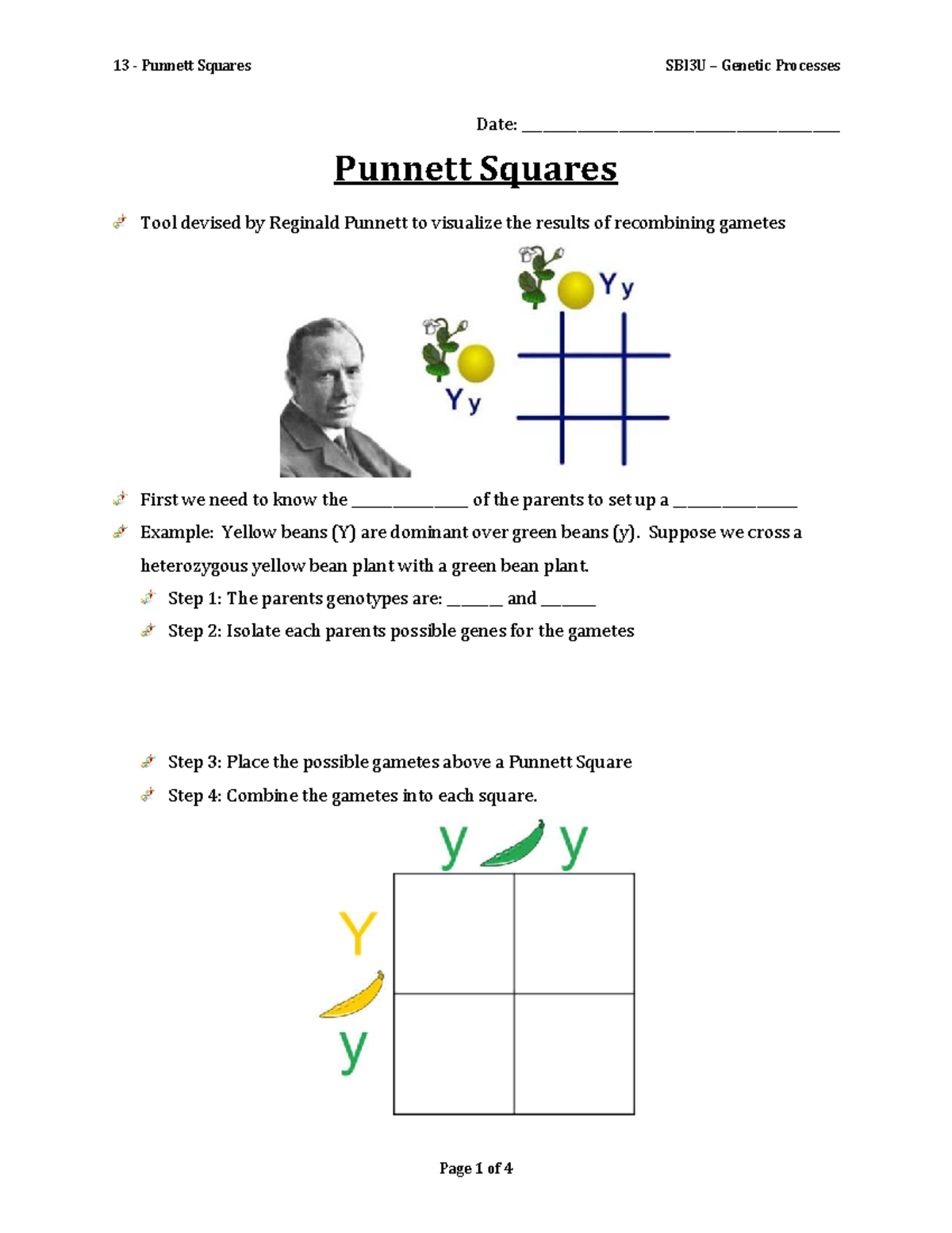 SBI3U Final Exam: Understanding Punnett Squares and Genetic Processes ...