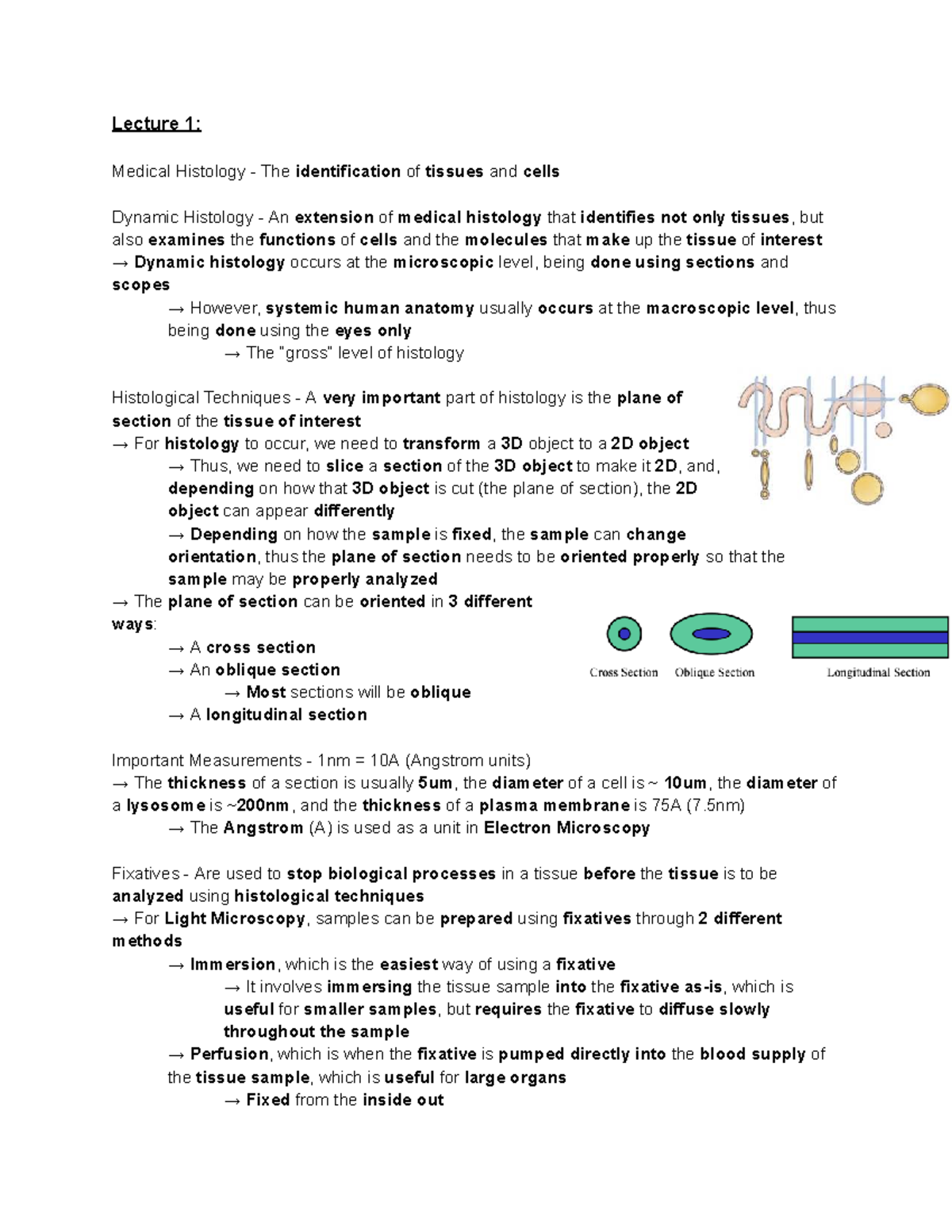 ANAT 261 Lecture Notes: Medical Histology and Tissue Functions - Studocu