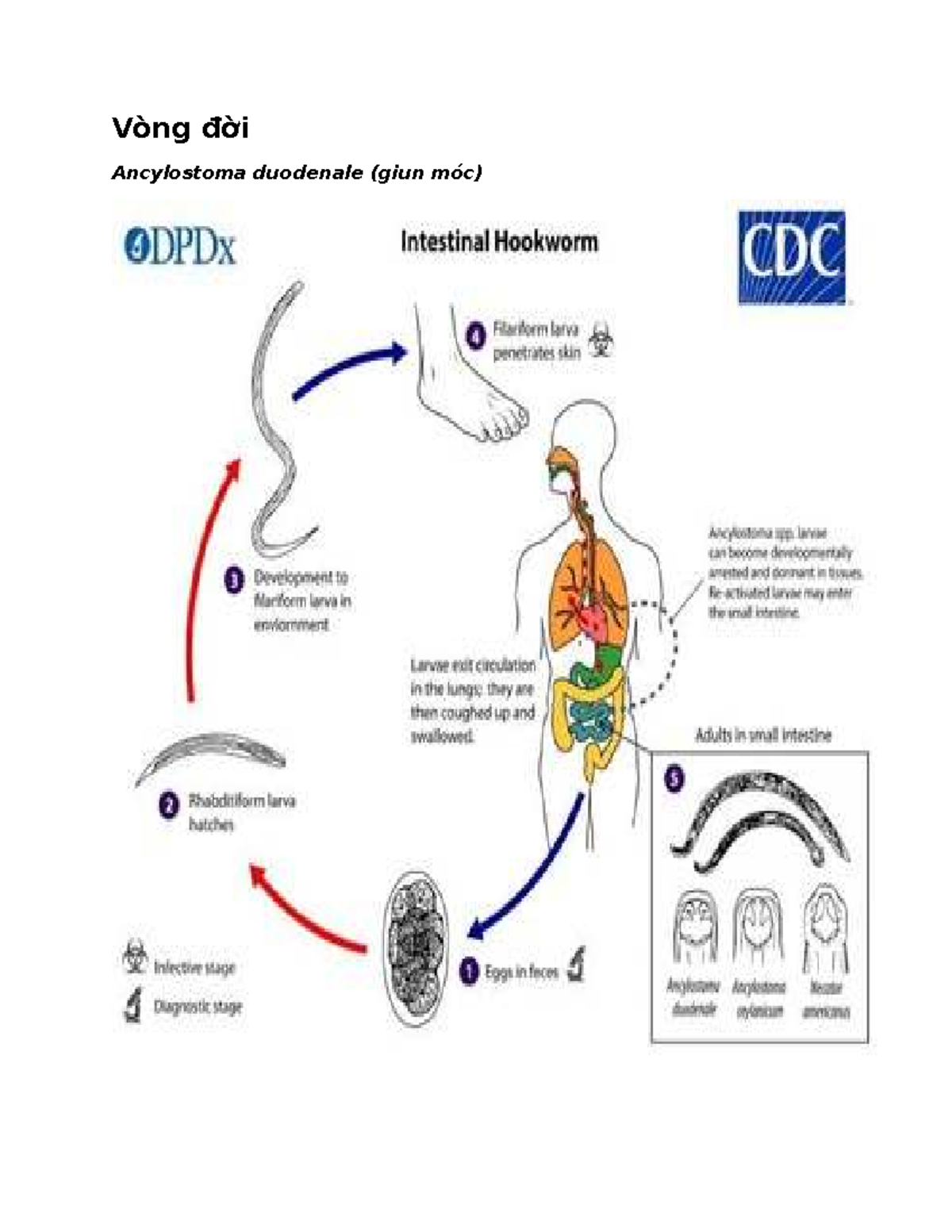 Vòng đời - vòng đời của giun đũa - Ký sinh trùng - Vòng đời Ancylostoma ...