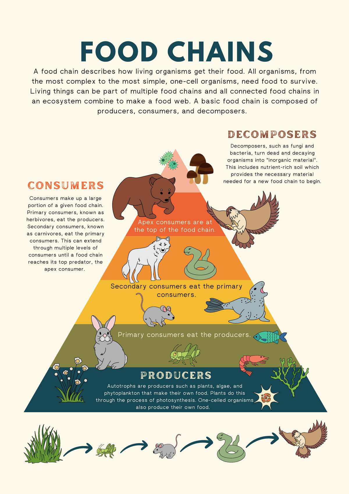 Food Chain Poster in Green and Orange Handdrawn Style - A food chain ...