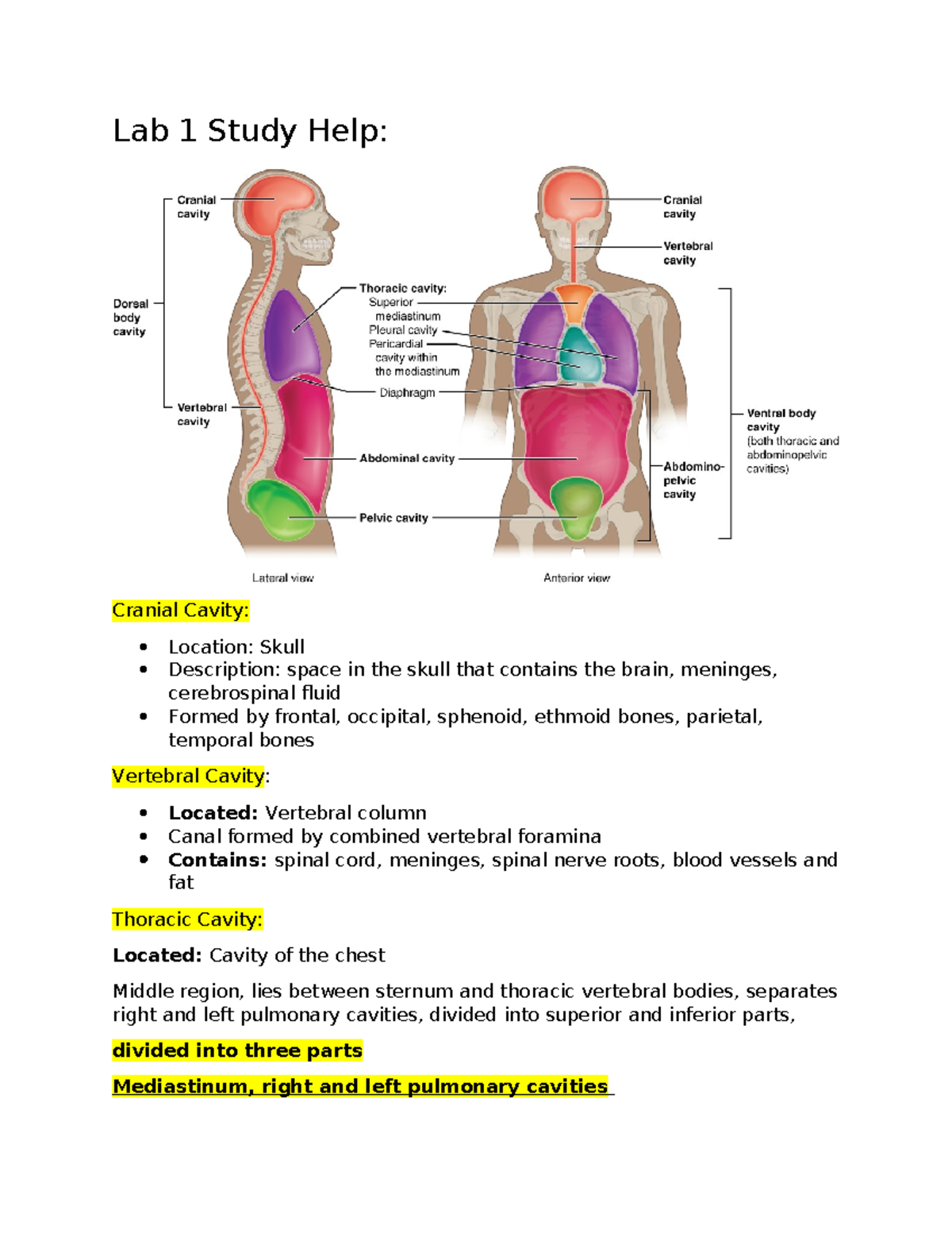 Lab 1 Study Guide: Human Body Cavities & Regions Overview - Lab 1 Study ...