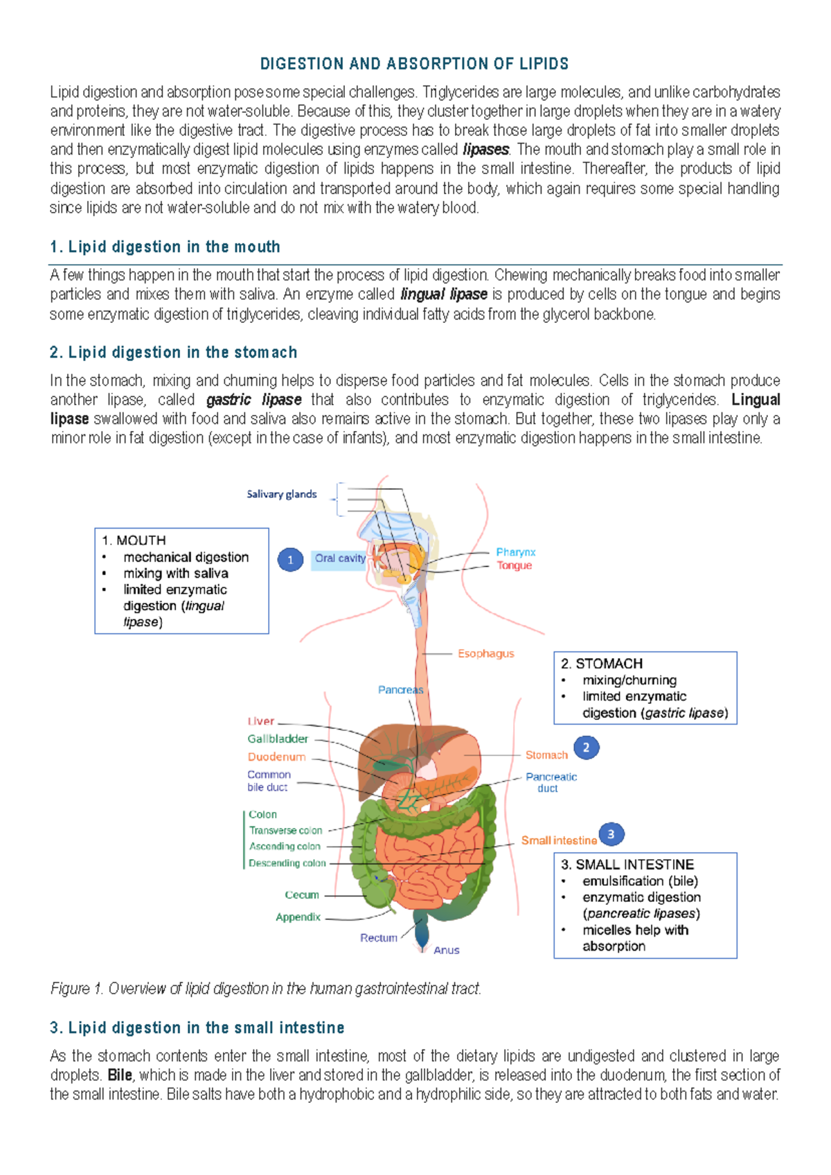 Digestion and Absorption of Lipids - A Comprehensive Overview - Studocu
