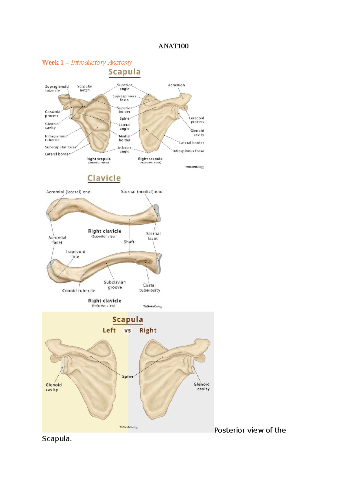 ANAT100 Lecture Notes - anatomy key diagrams for upper limb - ANAT Week ...