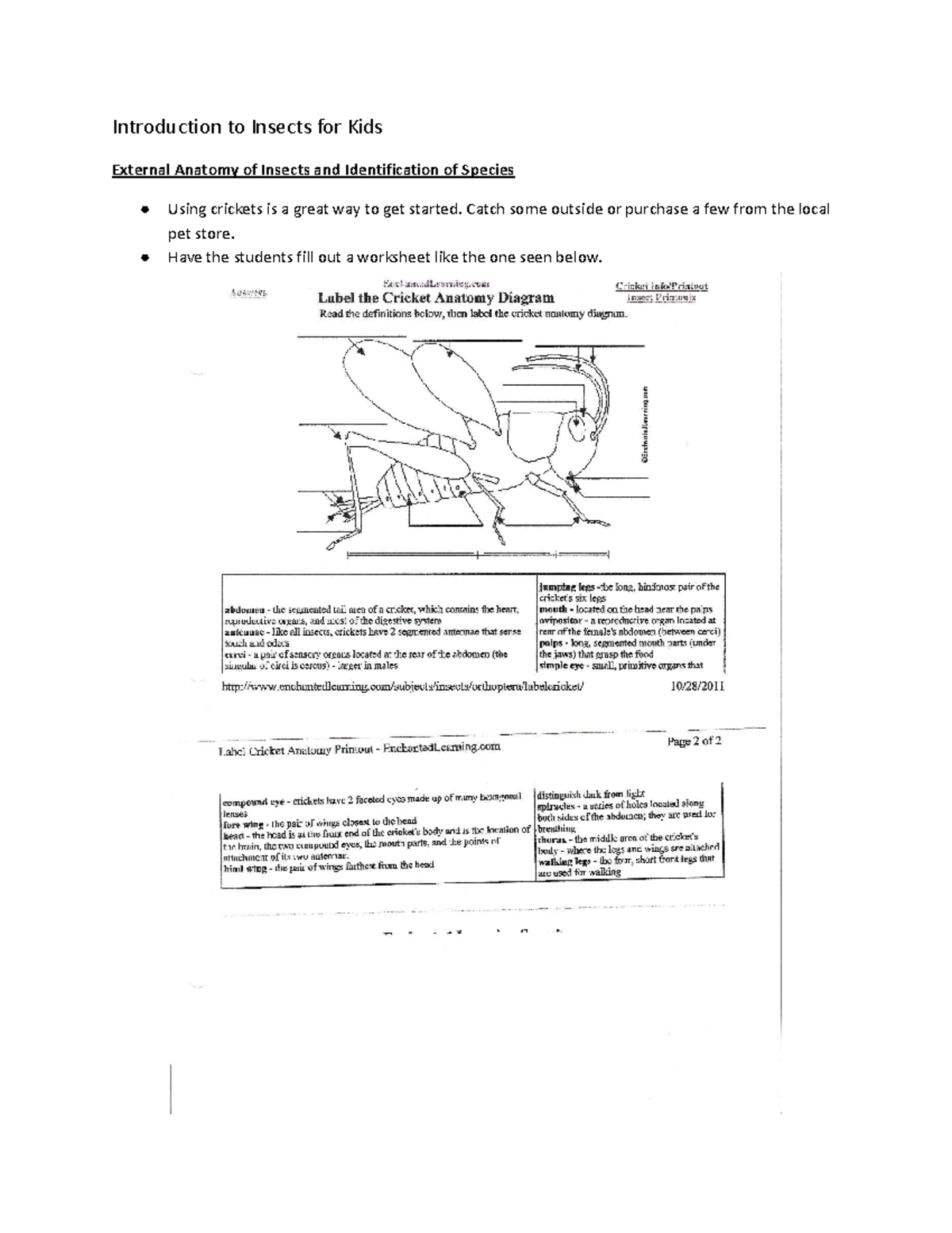 Introduction to Insects for Kids: External Anatomy & ID Guide - Studocu