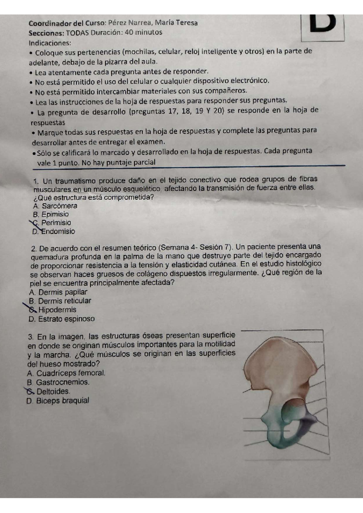 Examen de Anatomía: Respuestas Incorrectas - Curso IMG 1048 - Studocu