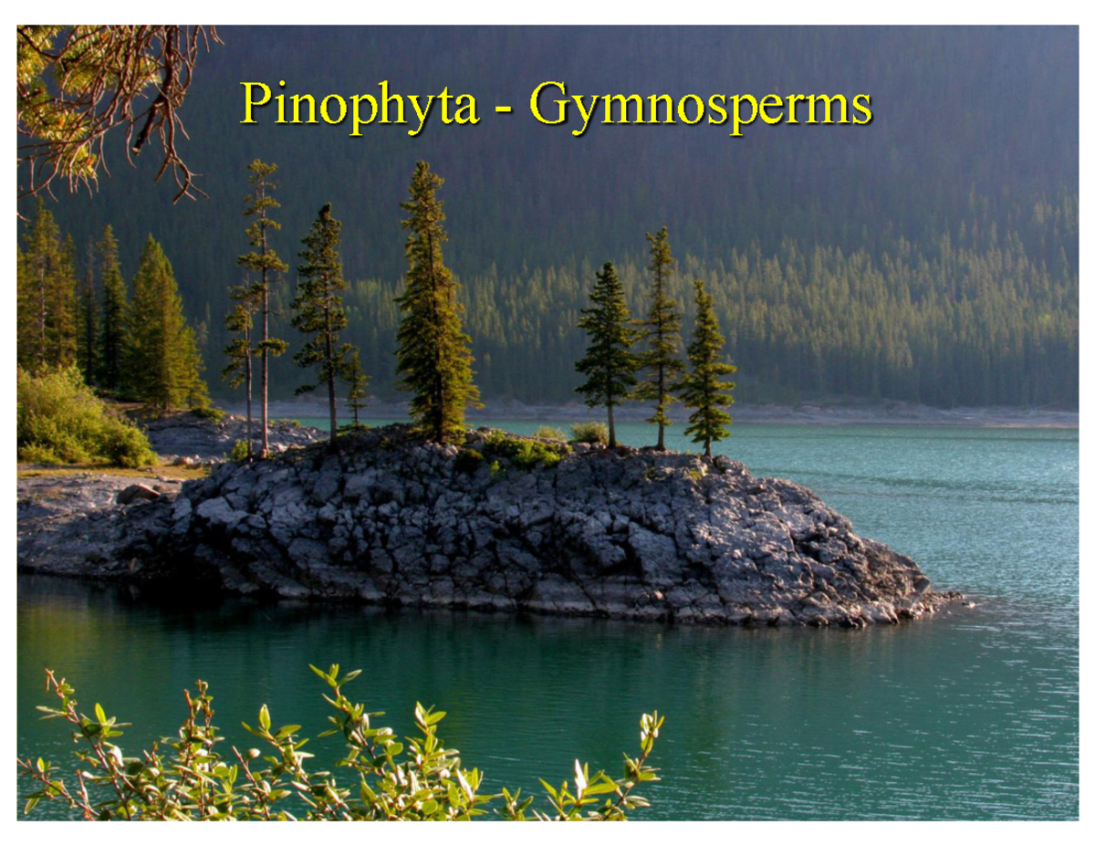 Pinophyta - Gymnosperms: Characteristics and Species in Texas - Ferns s ...