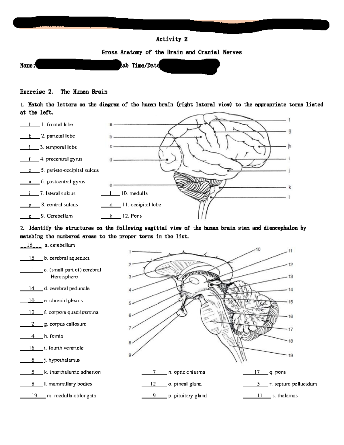 MT13 Gross Anatomy of Brain & Cranial Nerves Lab Activity 2 - Studocu